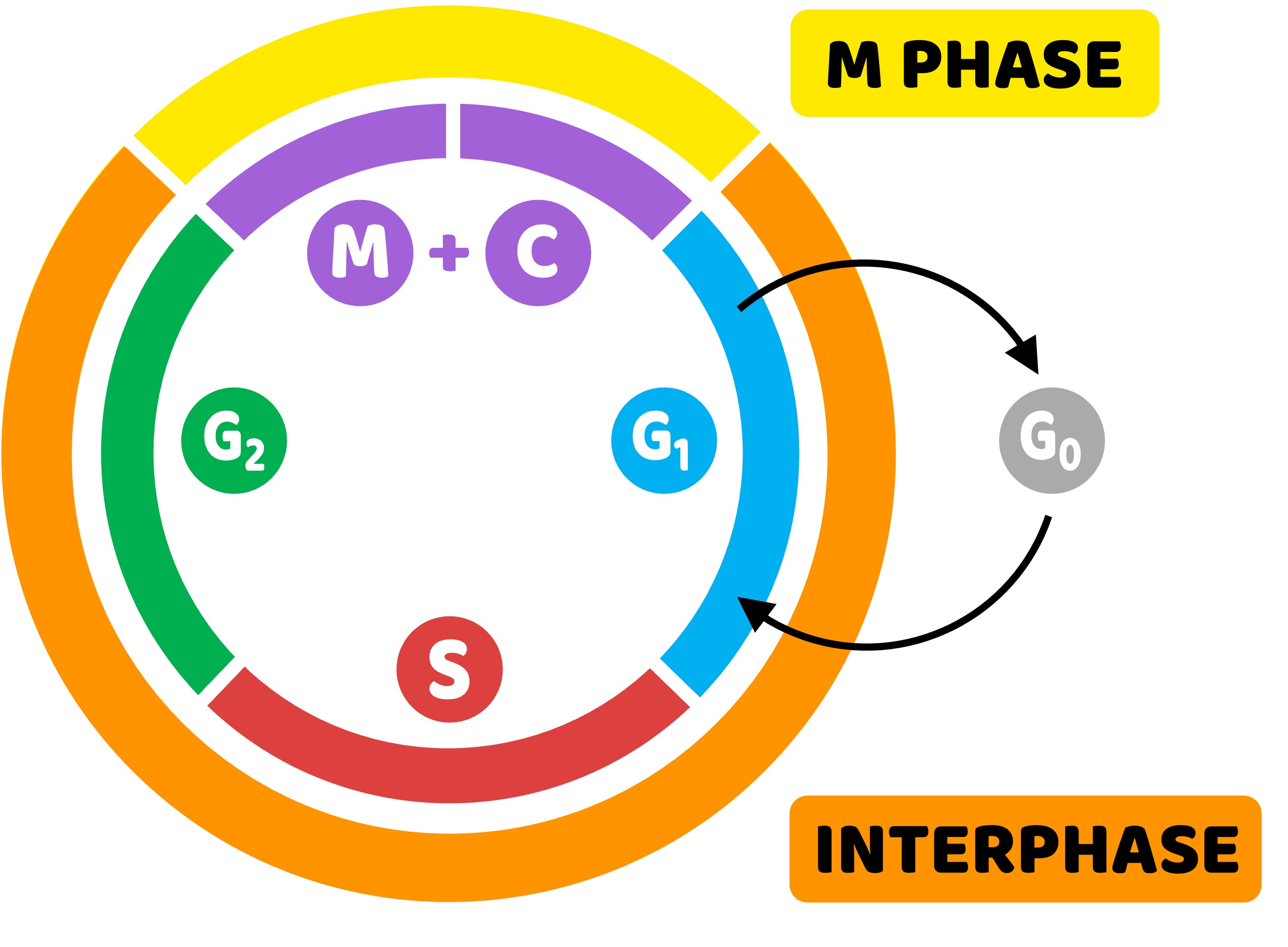 Cell Cycle 4150